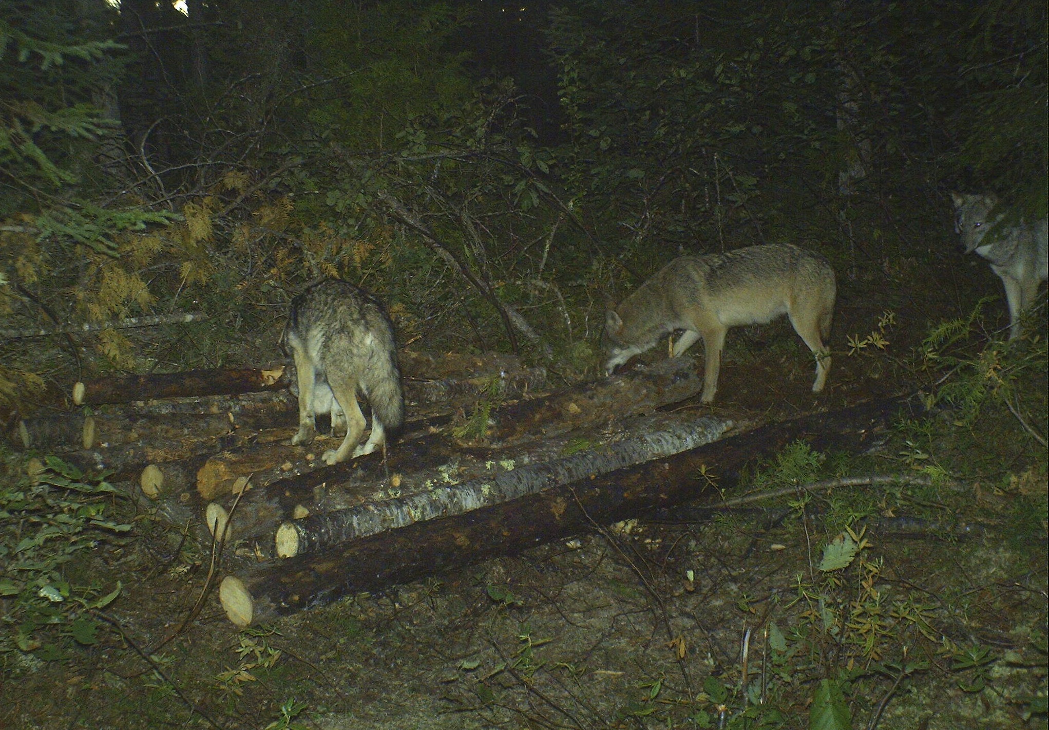 The Surprising Relationship Between Wolves & Bears | Bucks Bulls Bears